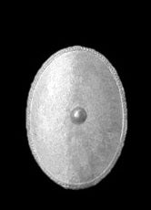 97-1202: Oval Shields with Boss [x12] – Ral Partha Legacy